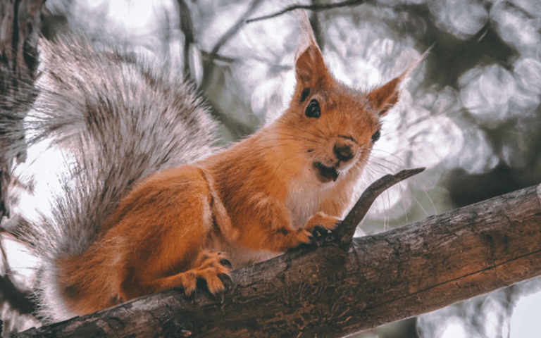 5 fun fact about the colour red